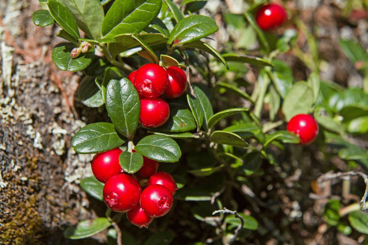 Spanguolių arbata – vaistas prieš šlapimo takų infekcijas - Arbatos Nauda