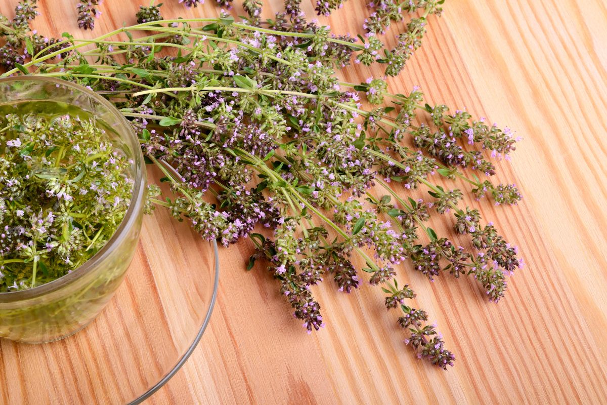 Čiobrelių arbata – skanus ir labai naudingas gėrimas - Arbatos Nauda