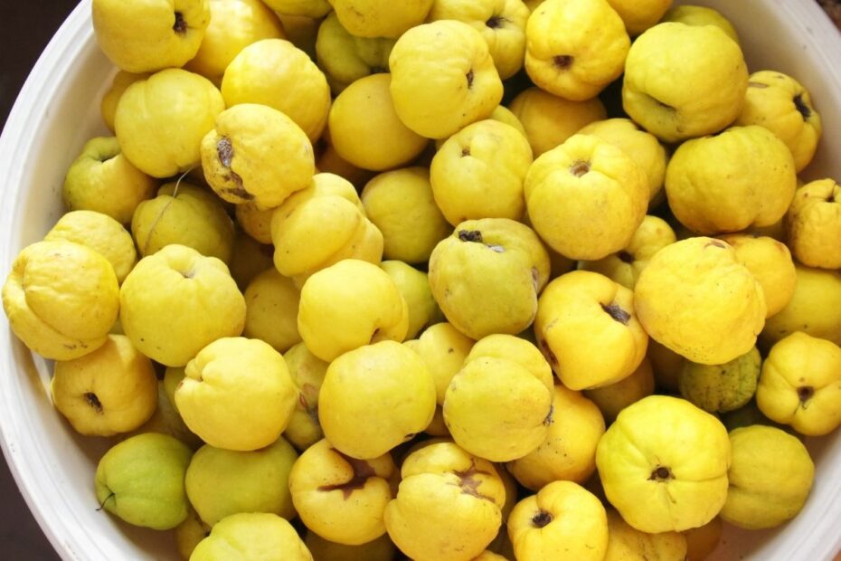 Svarainių arbata – vitaminų šaltinis Jūsų organizmui - Arbatos Nauda