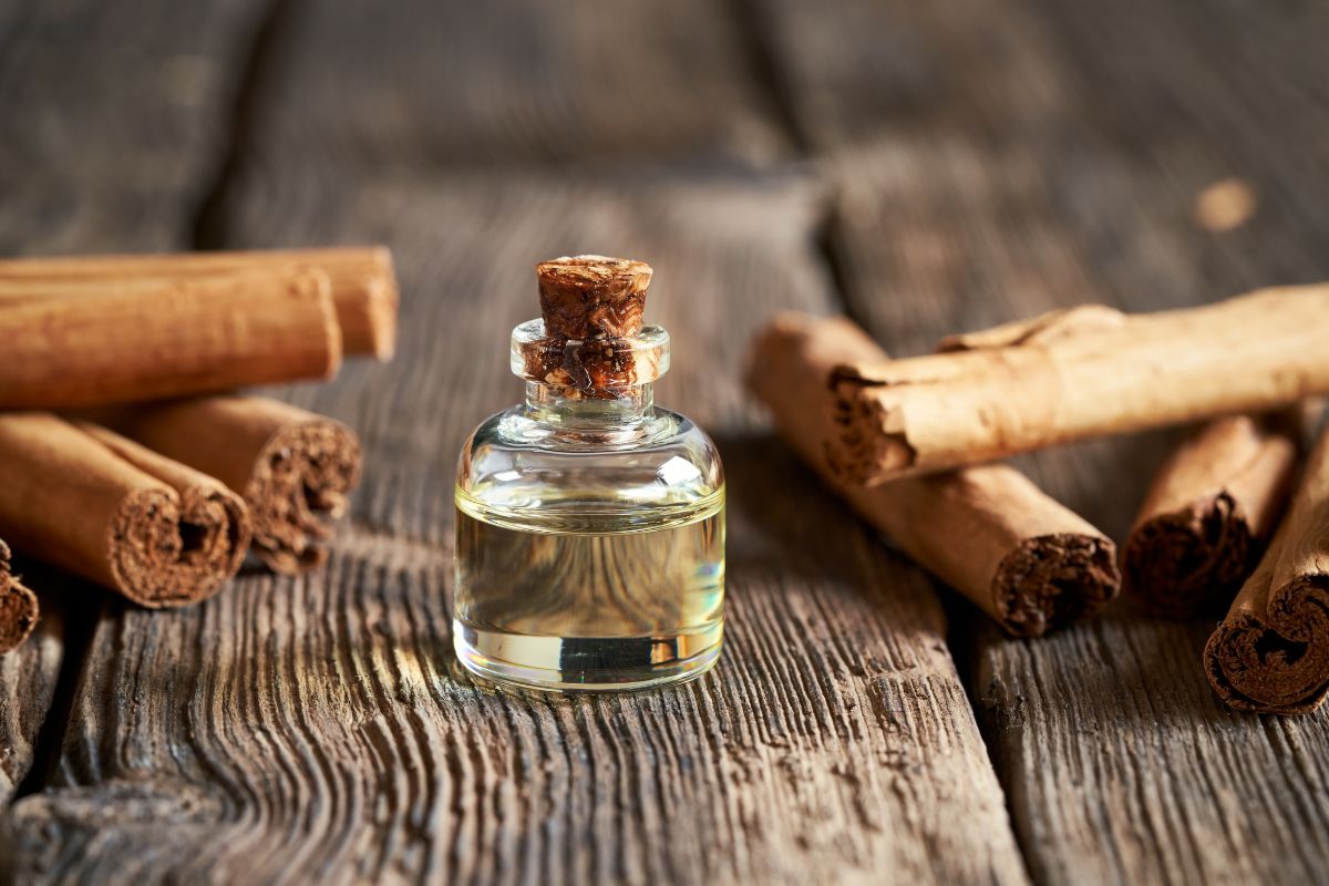 Cinamono arbata - vertingojo prieskonio gėrimas