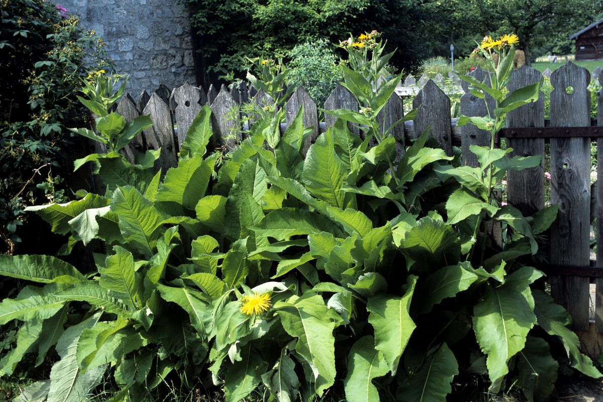 Debesylų arbata – mikrobų išvarymui iš jūsų organizmo - Arbatos Nauda ...