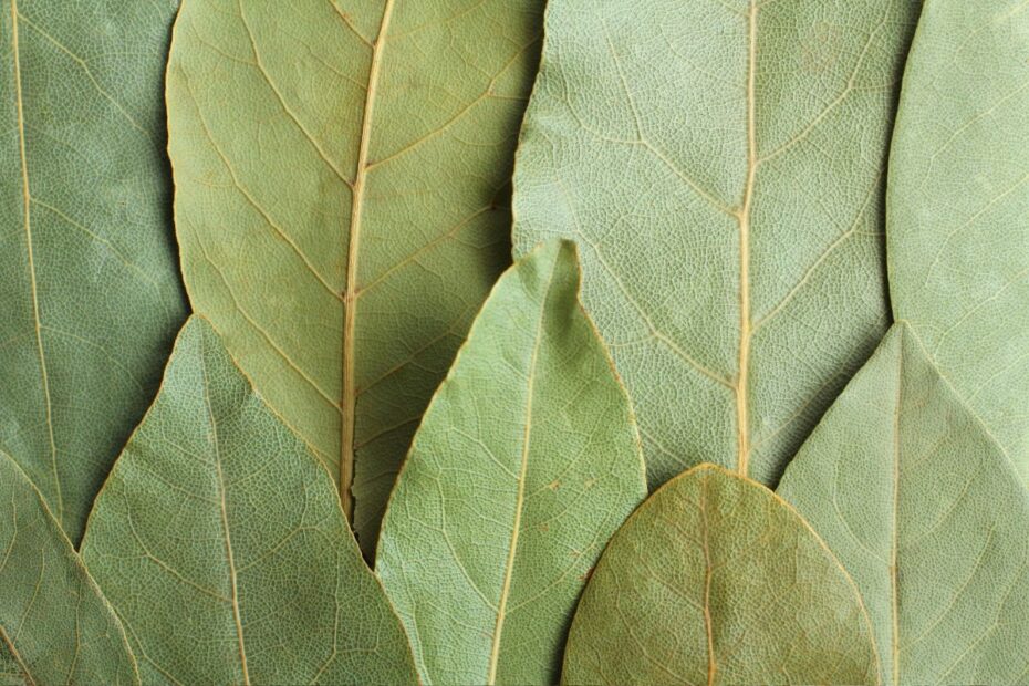 Lauro lapų arbata - neįtikėtinai sveikas gėrimas