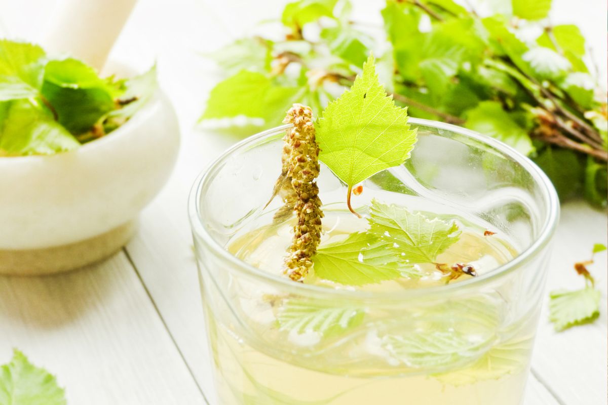 Lietuviškų beržų lapų arbata - sveikata puodelyje