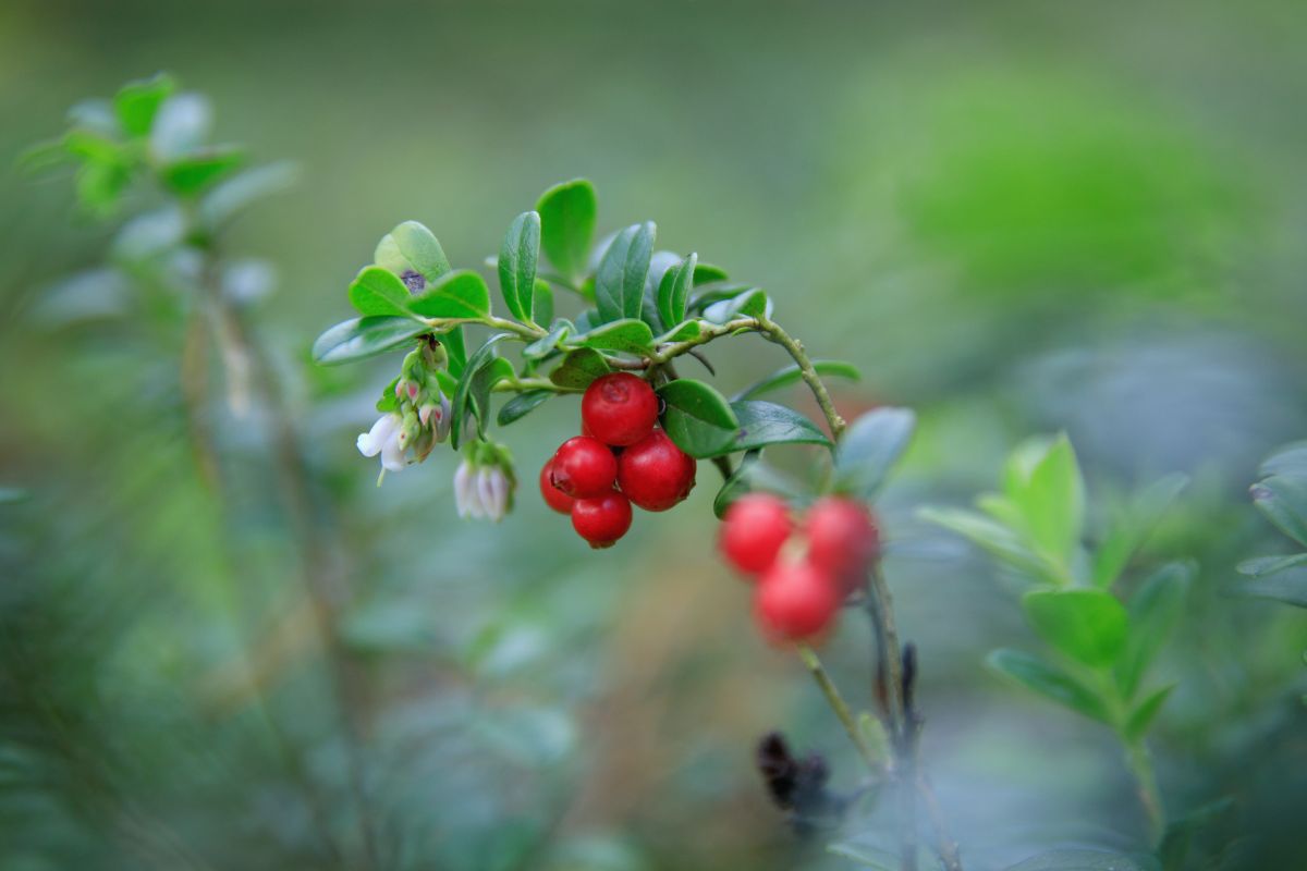 Bruknių arbata – antioksidantų bomba - Arbatos Nauda Bruknių arbata ...