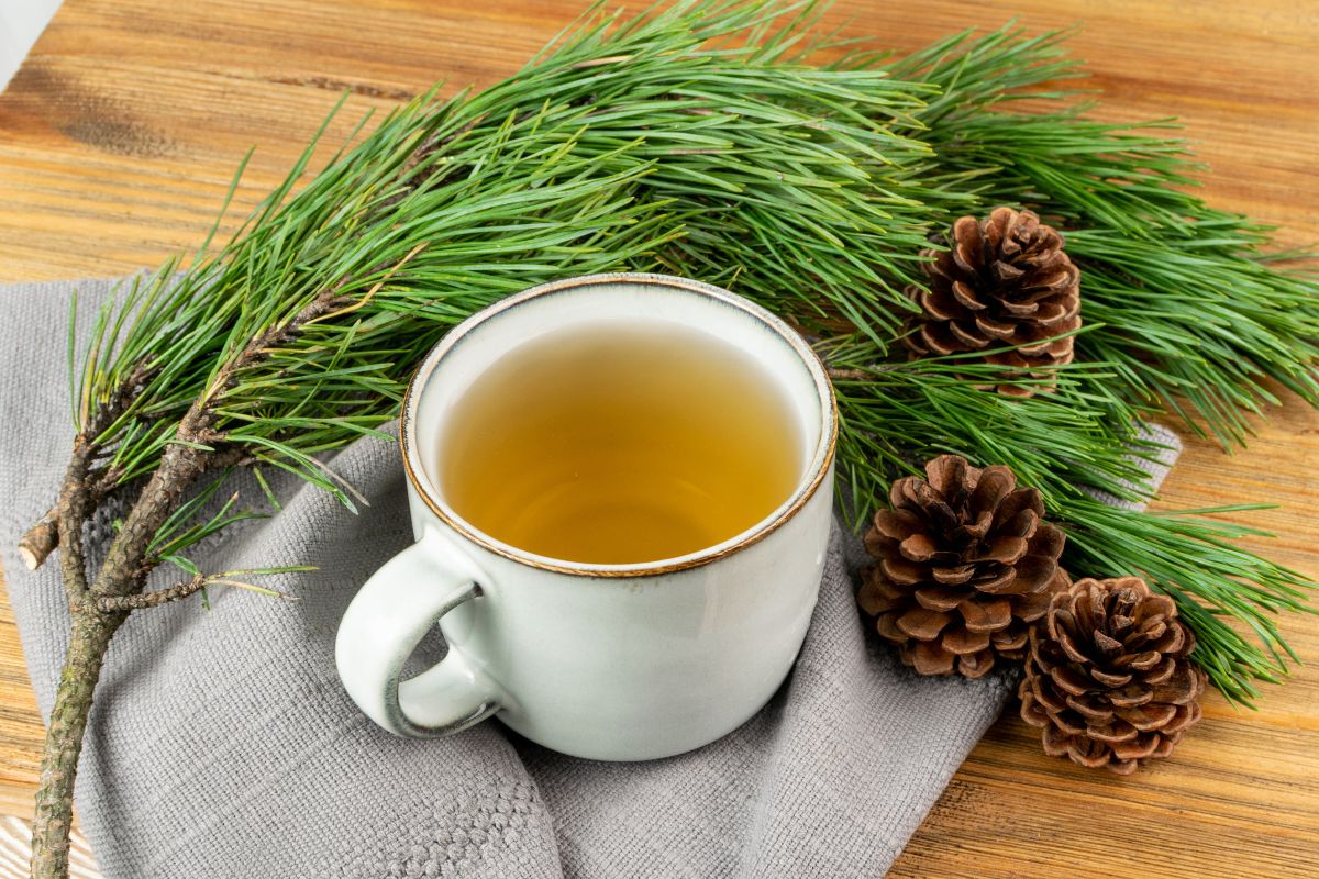 Pušų pumpurų arbata – sveikatos šaltinis, telpantis arbatos puodelyje ...