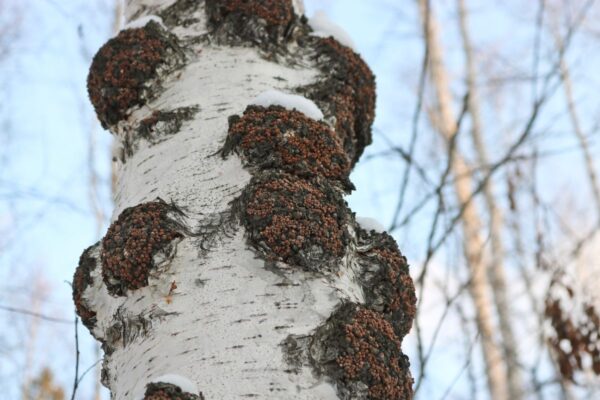 Beržo grybas - čaga - išskirtinis grybas augantis ant medžių