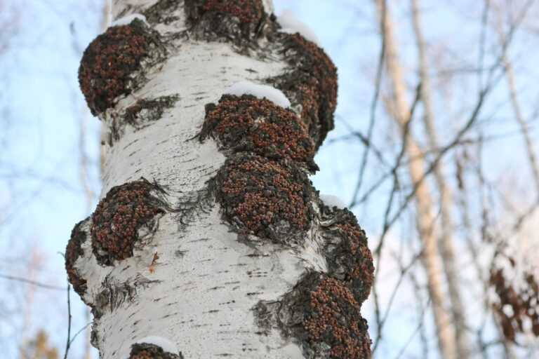 Beržo grybas - čaga - išskirtinis grybas augantis ant medžių