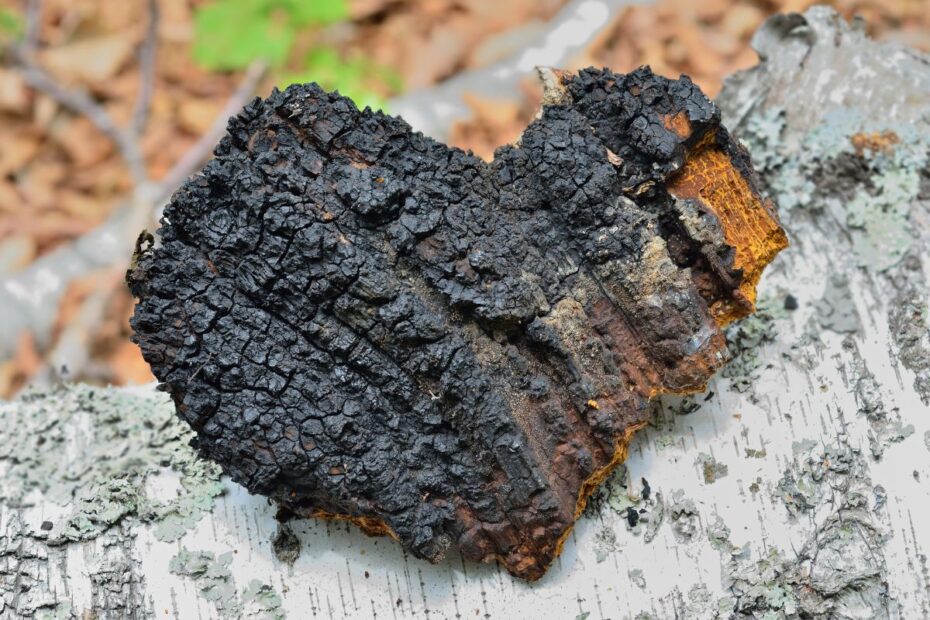 Beržo grybas - čaga - išskirtinis grybas augantis ant medžių