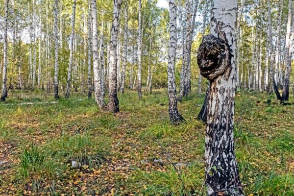Beržo grybas - čaga - išskirtinis grybas augantis ant medžių