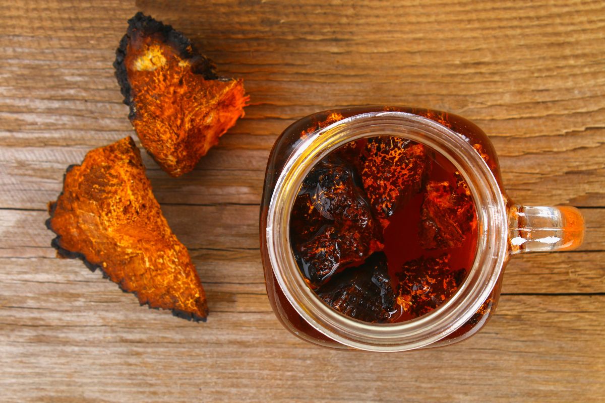 Beržo grybas - čaga - išskirtinis grybas augantis ant medžių