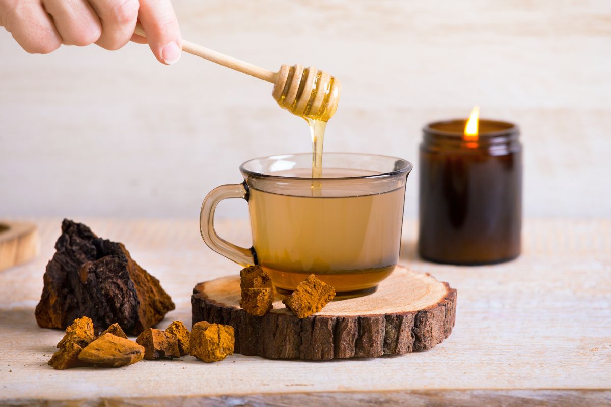 Beržo grybas - čaga - išskirtinis grybas augantis ant medžių