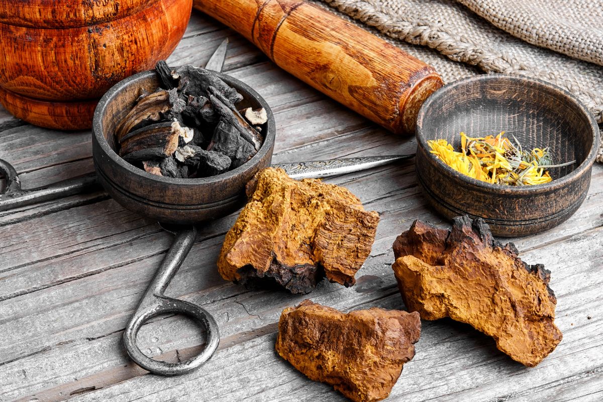 Beržo grybas - čaga - išskirtinis grybas augantis ant medžių