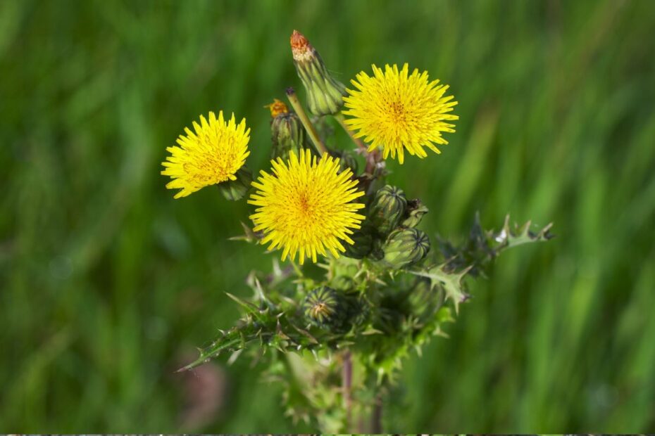 Kiaulpienės: drąsiai dėkite į salotas. Ar žinote kaip iš jų pasigaminti ...