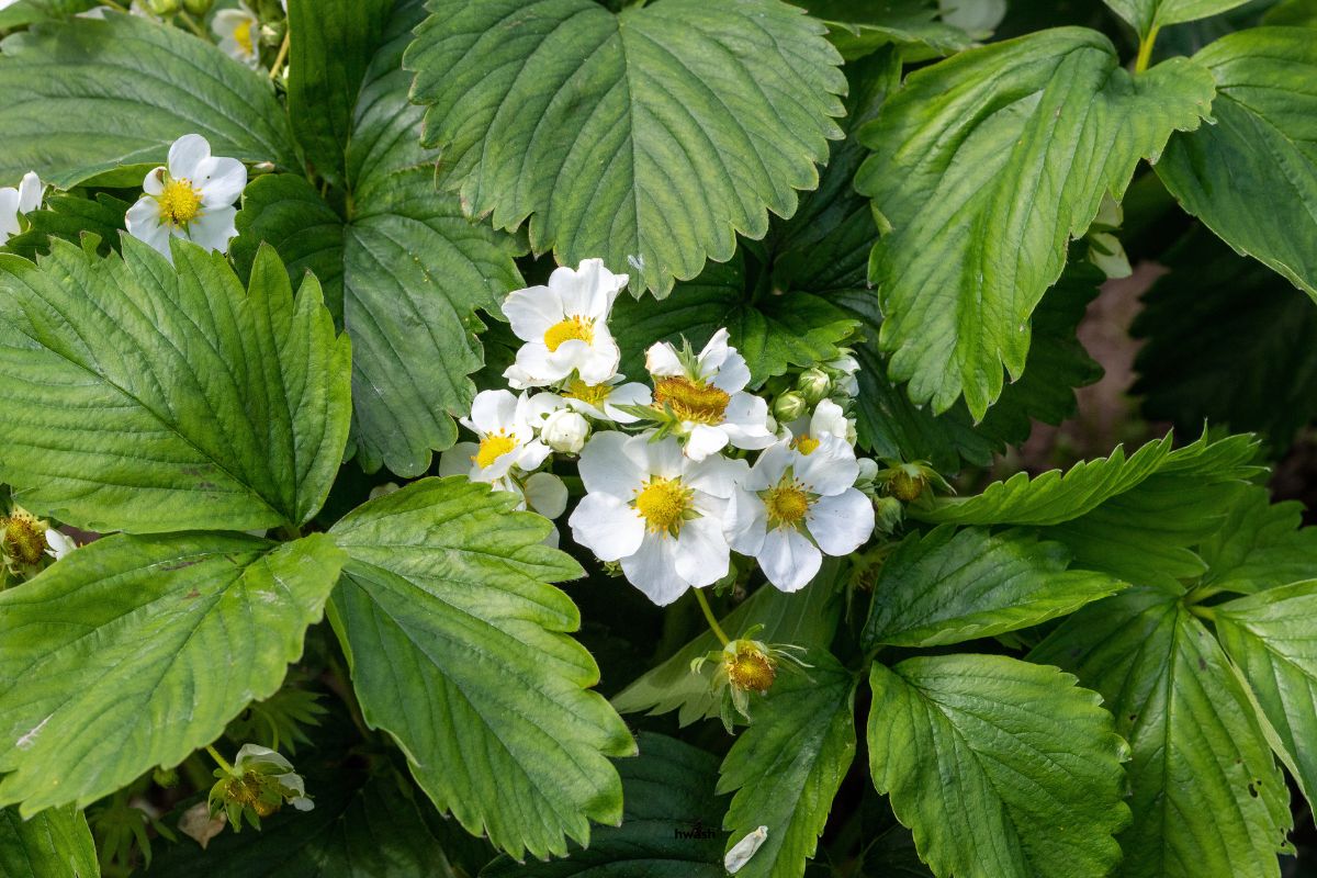 Žemuogių arbata iš uogų ir lapų: imunitetui ir kepenims