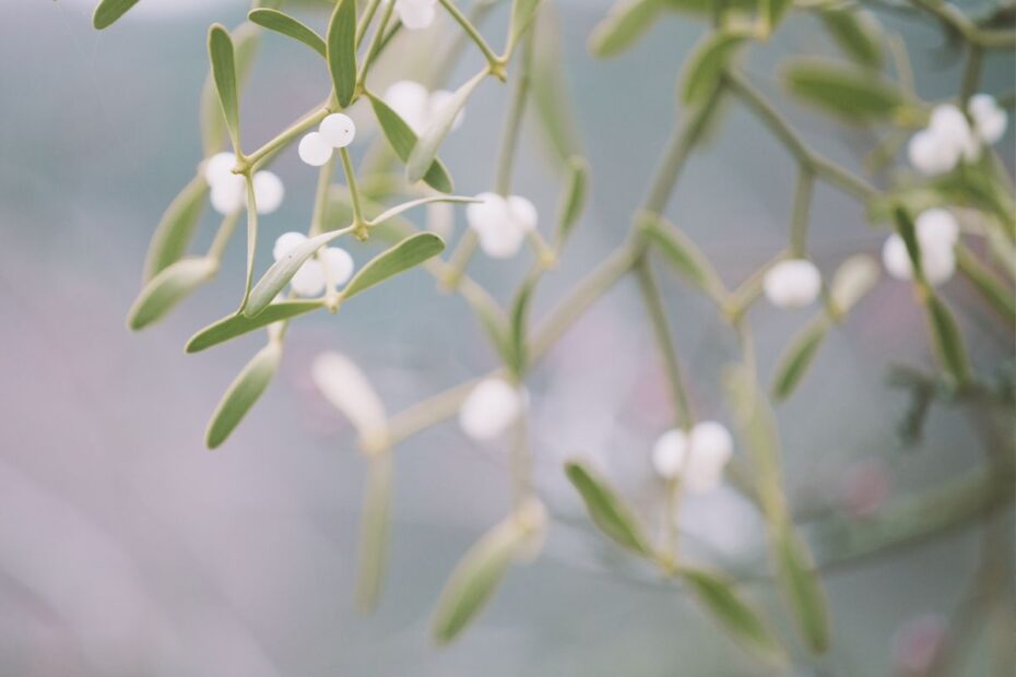 Amalo arbata - nervams, širdžiai ir vėžiui gydyti
