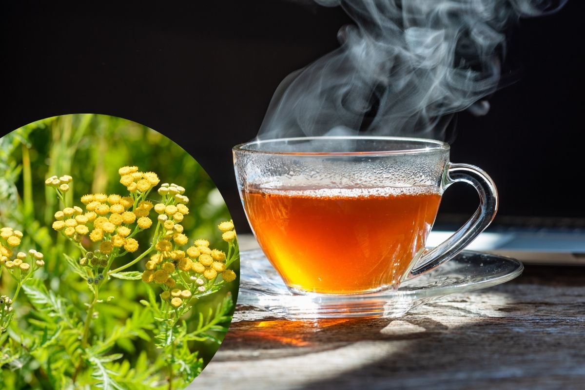 Bitkrėslės arbata: nuodinga, tačiau naudinga. Kaip ją vartoti saugiai ...