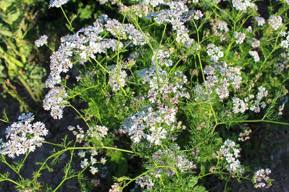 Kalendros arbata: nauda sveikatai ir netikėti receptai