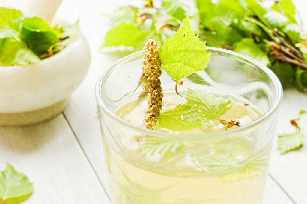 Beržo pumpurų arbata, nuoviras bei užpiltinė ne tik pagelbės peršalus ...