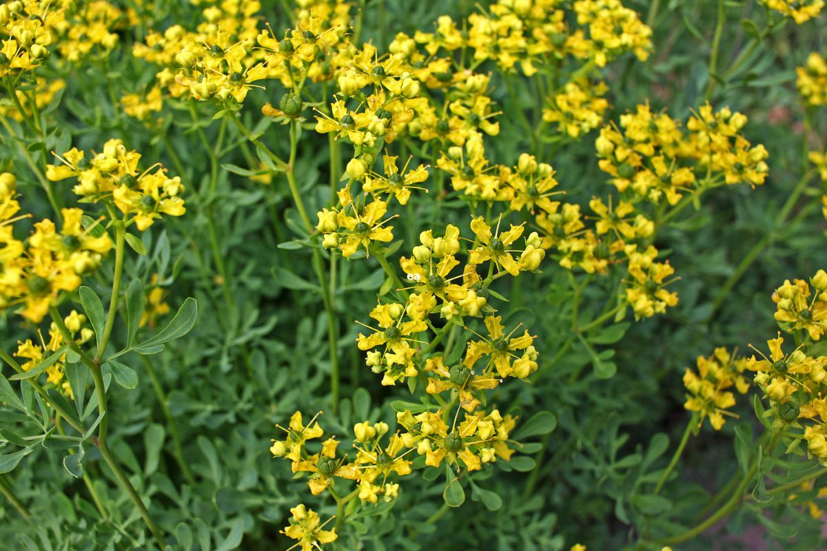 Rūtų arbata – vaistas moterims ir sąnarių skausmams malšinti. Kaip ją ...