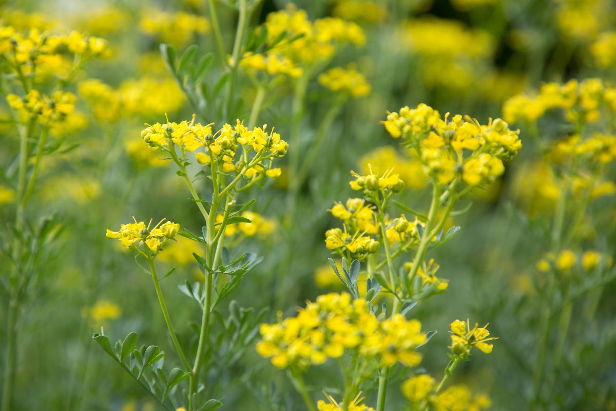 Rūtų arbata – vaistas moterims ir sąnarių skausmams malšinti. Kaip ją ...