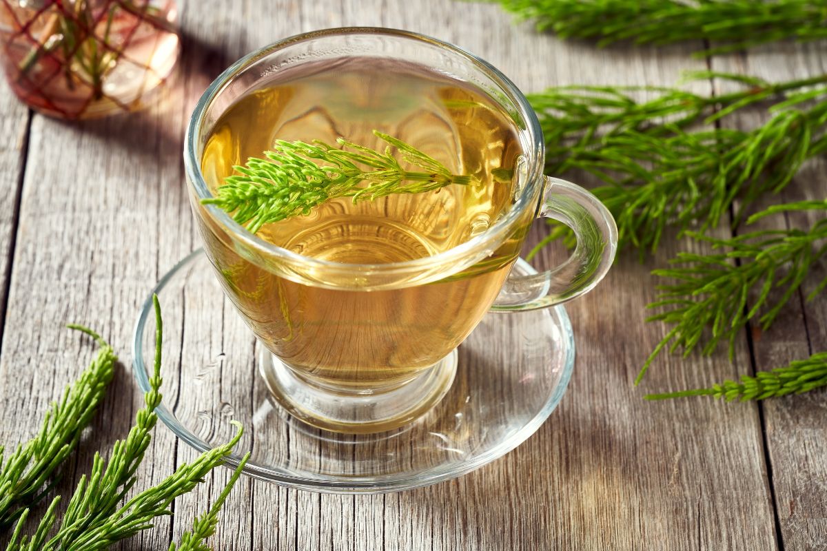 Asiūklio arbata inkstų akmenligei bei šlapimo pūslės uždegimui gydyti