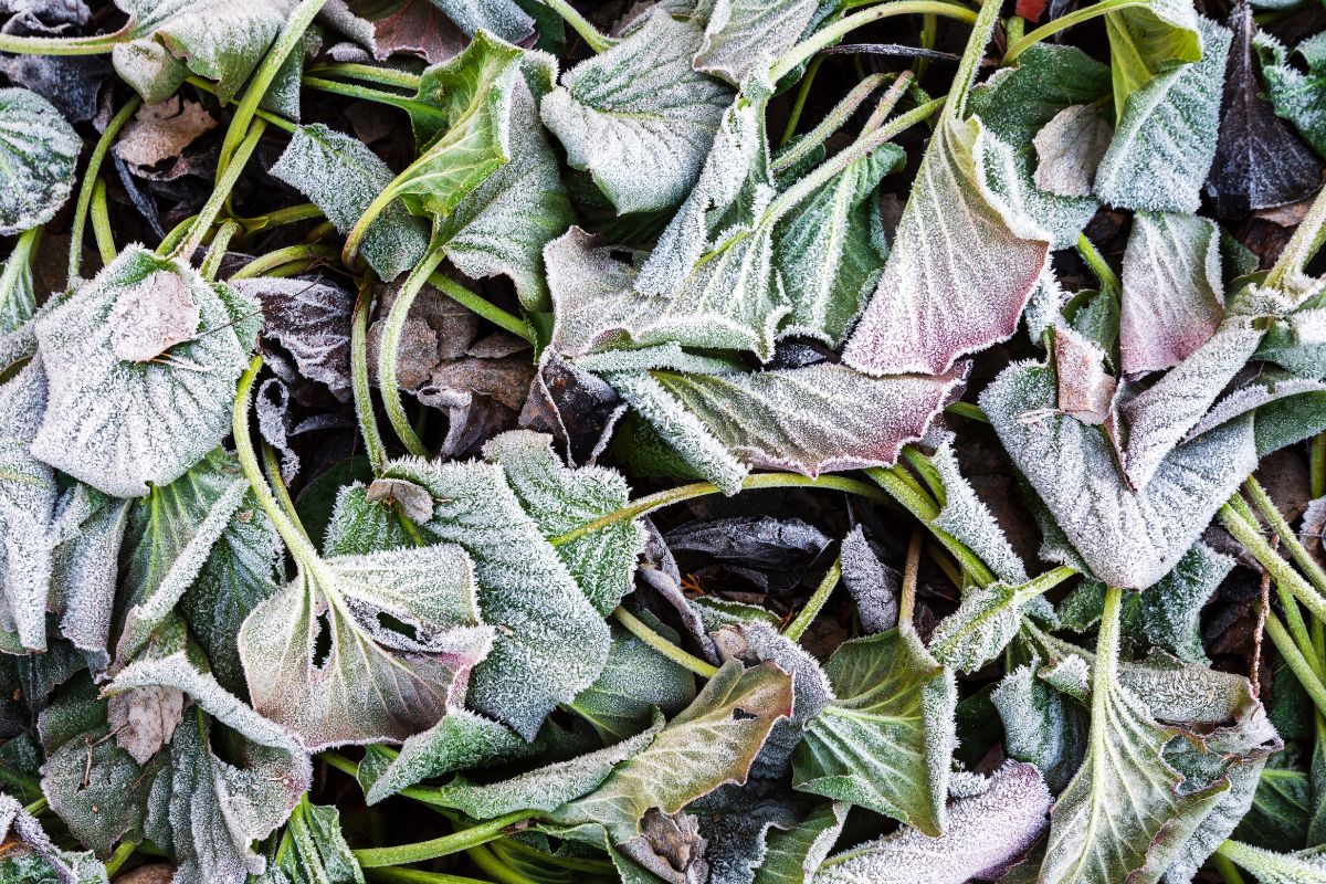 Bergenijos arbata – unikali. Kovą pradėkite rinkti lapelius