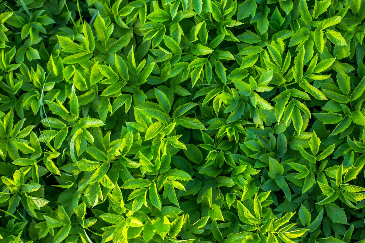 Garšvų arbata – kuo ji ypatinga ir nuo kokių ligų padeda