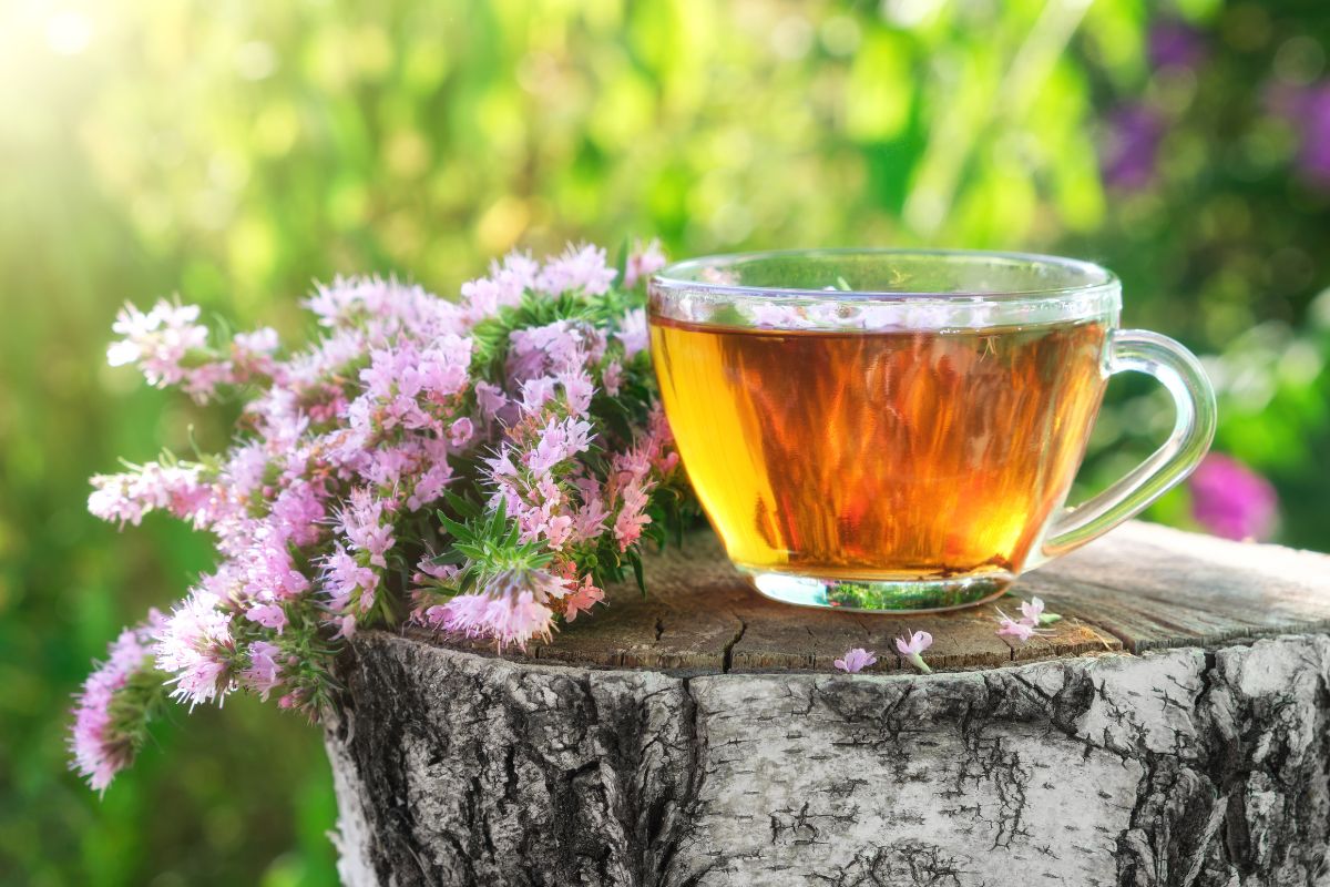 Juozažolės arbata – vaistas, kurį vartoti reikia atsargiai