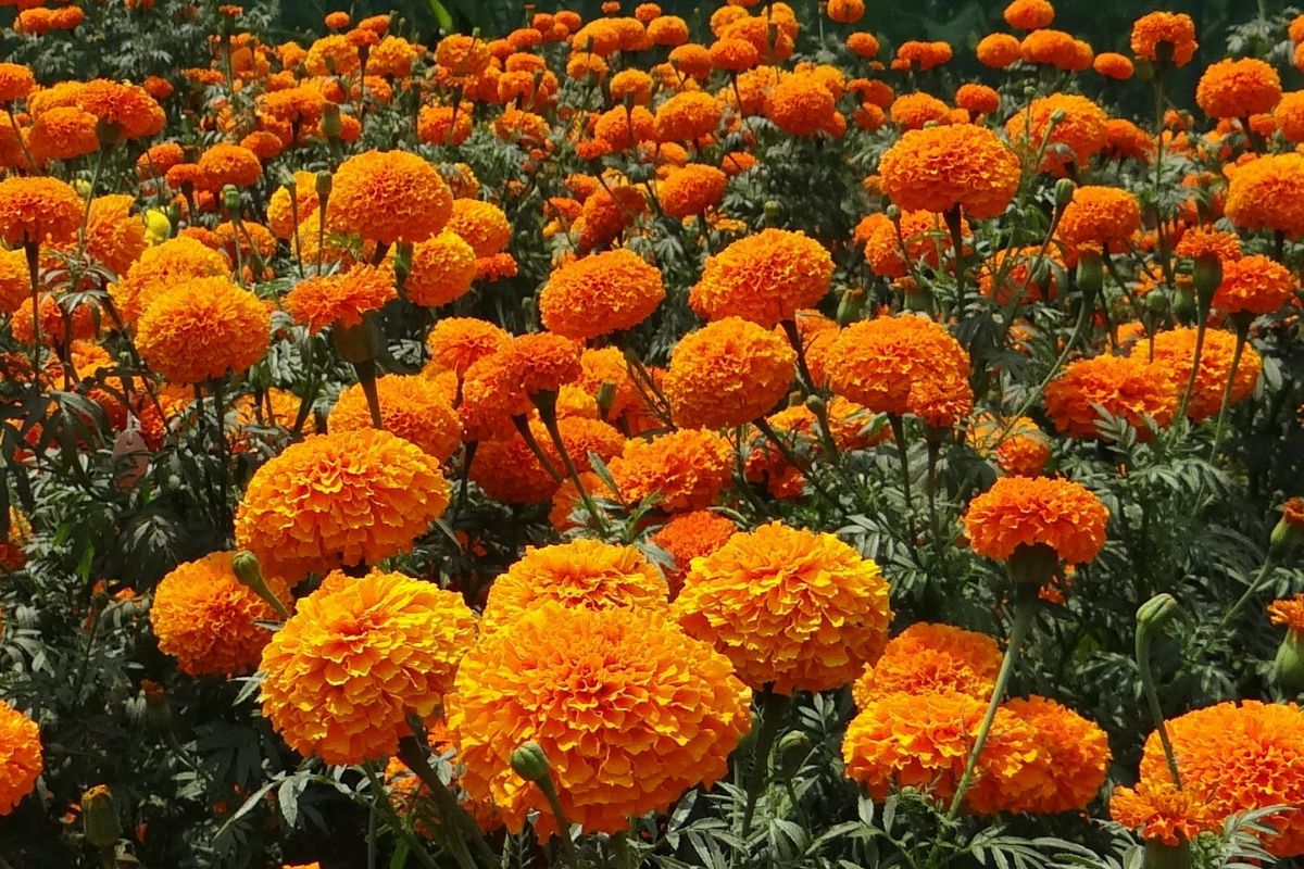 Serenčių arbata sveikatai. Kuo ji tokia ypatinga ir naudinga