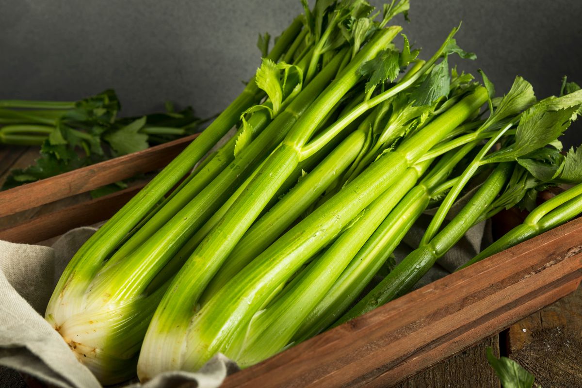 Salierų arbata: gydanti, šildanti ir sveikatinanti