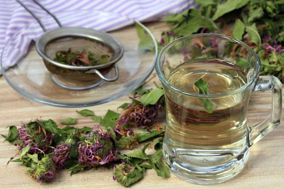 Monardos arbata: nuo senovės indėnų iki mūsų laikų