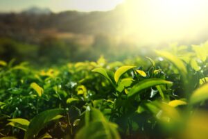 Kodėl Ceilono arbata yra išskirtinė arbatos rūšis