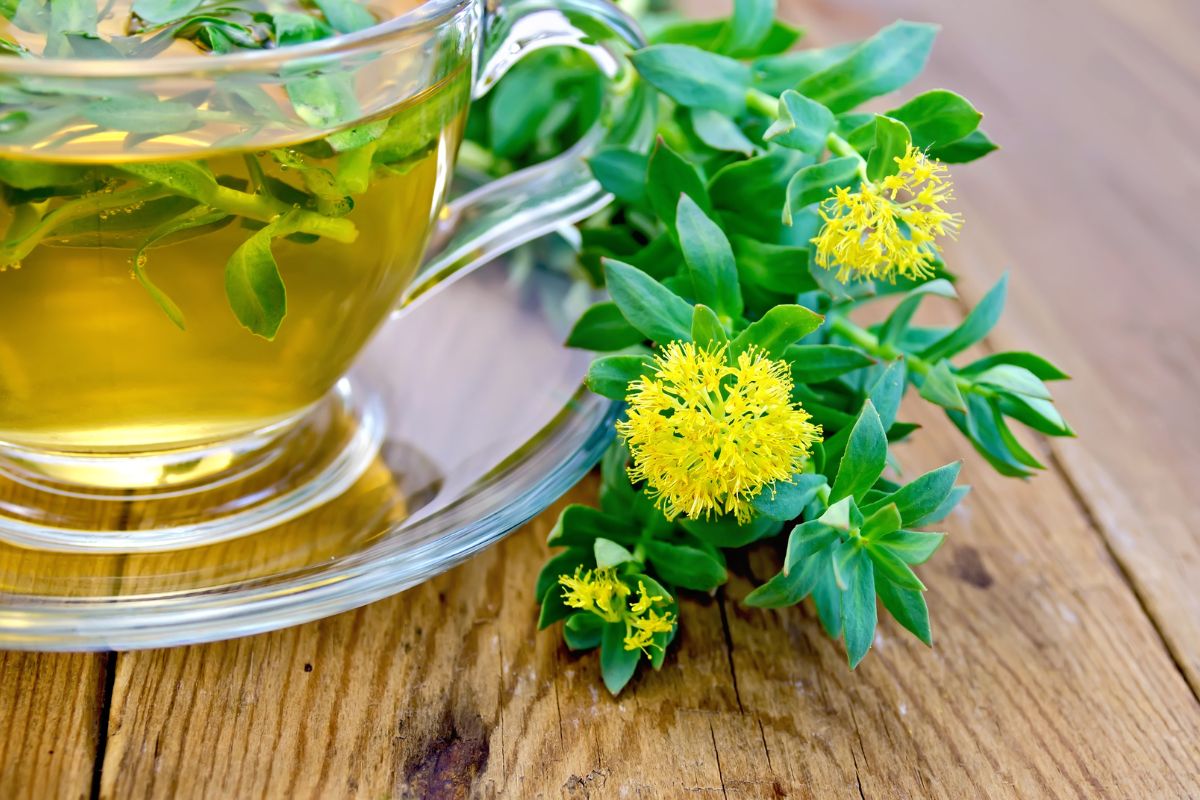 Rodiolės arbata – magiška „aukso šaknies“ galia puodelyje