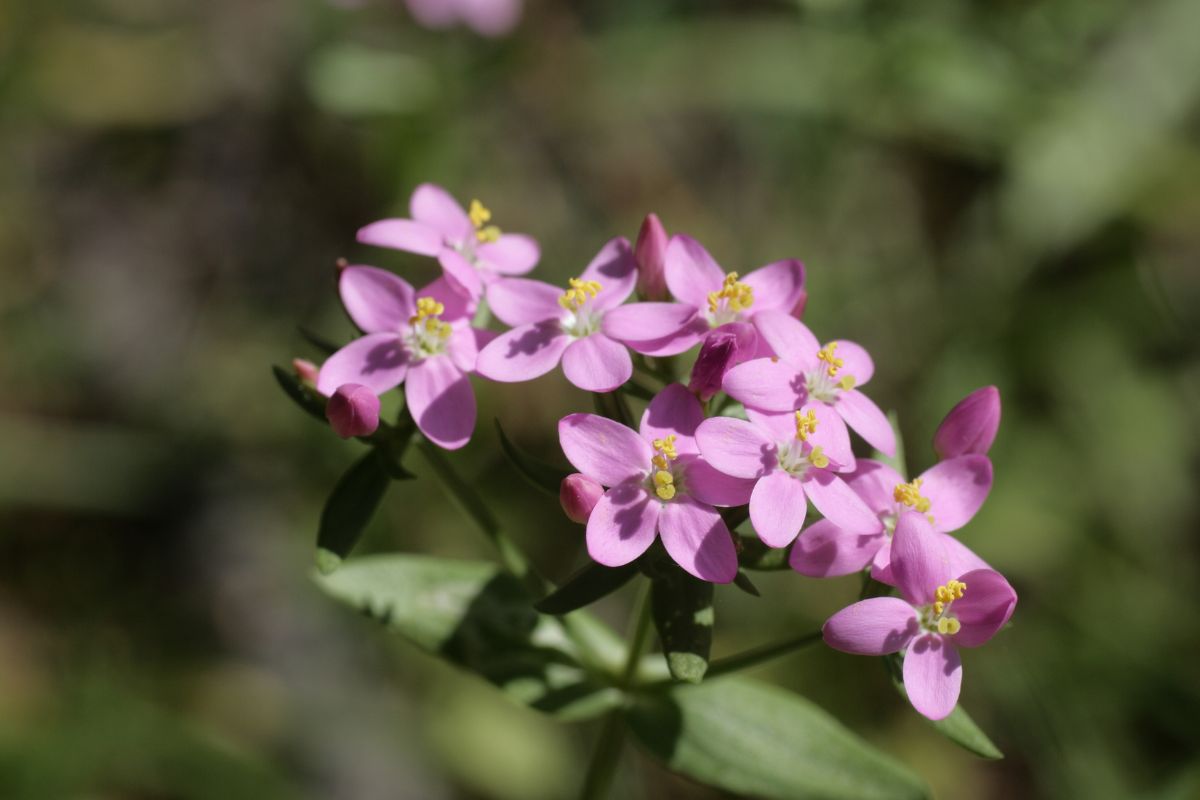 Širdažolės arbata – tonikas širdžiai, virškinimui ir nervams