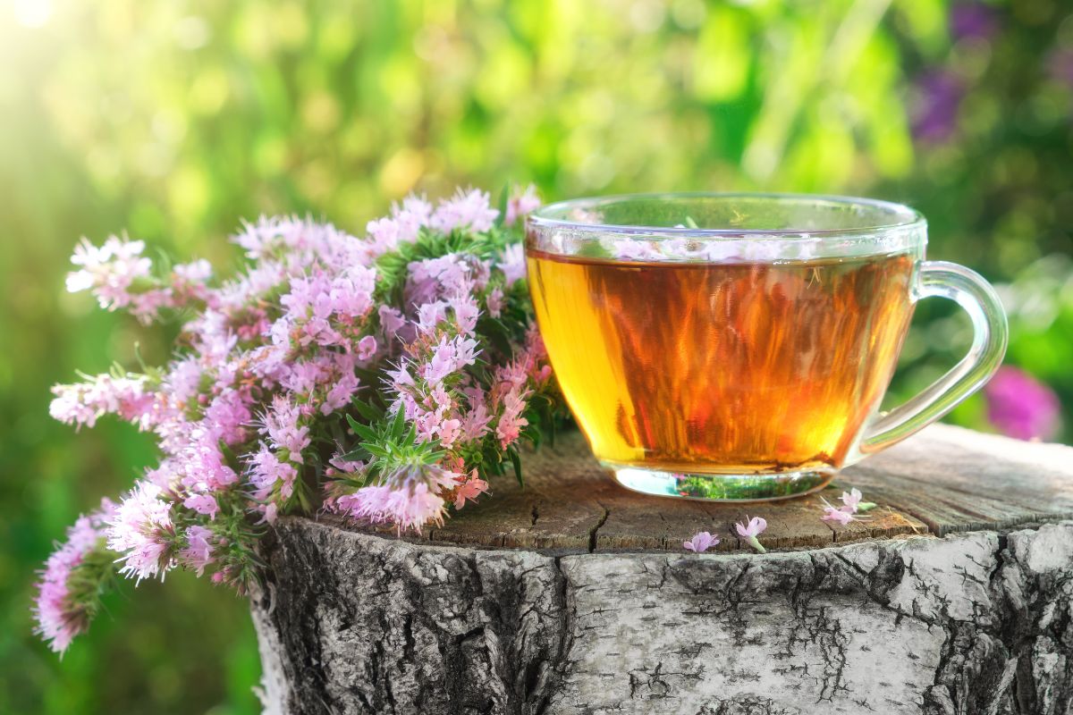 Vaistažolių arbata - Arbatos Nauda